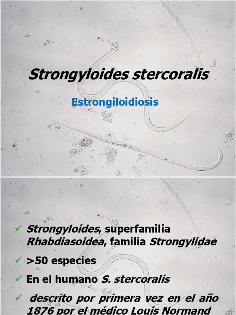 Strongyloides Stercoralis. | PDF