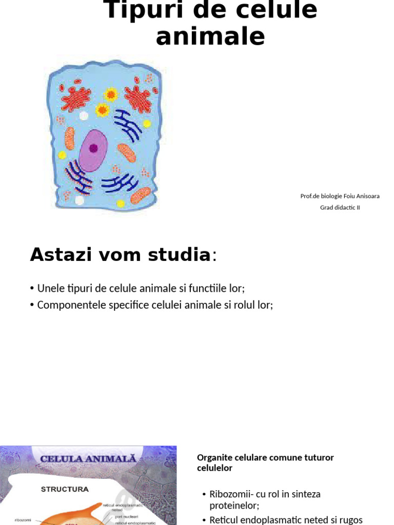 Tipuri de Celule Animale Si Organizarea Lor - Copie | PDF