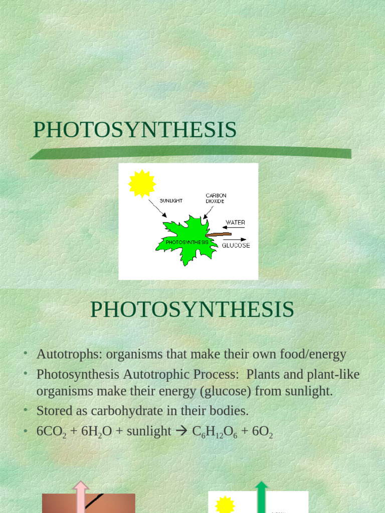 Photosynthesis | PDF