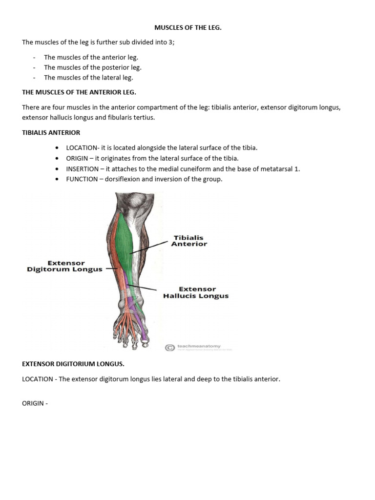 Muscles of The Leg-1 | PDF