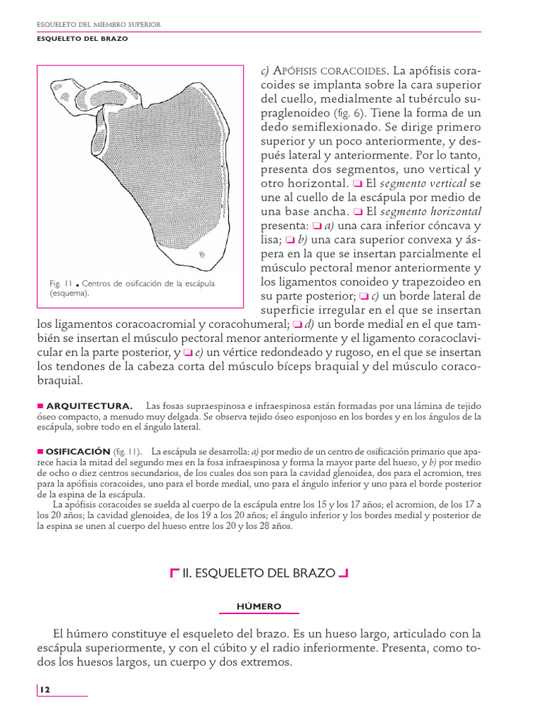 Anatomía - Rouviere 3 MIEMBROS HUMERO | PDF