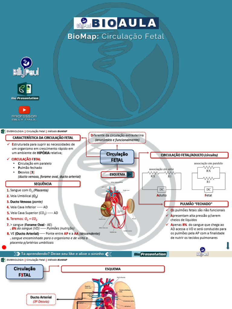 BioAula - CirculacÌ Aì o Fetal | PDF