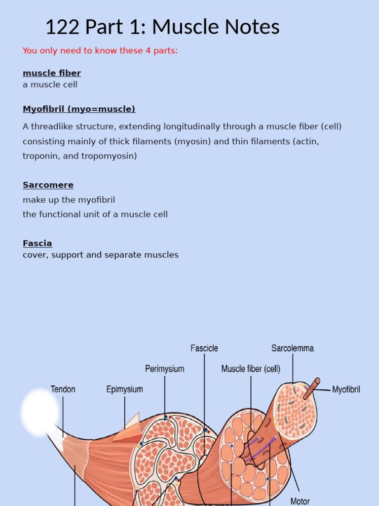 122 Muscle Structure and Rules Notes | PDF
