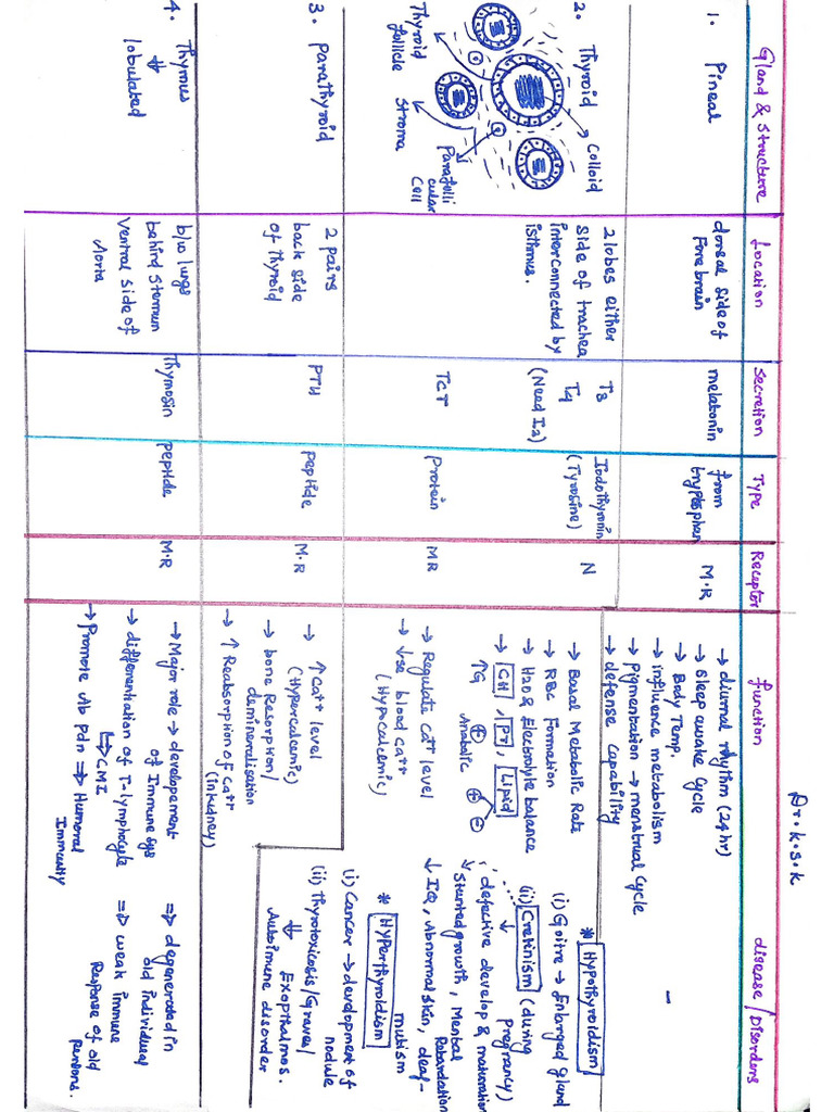 Endocrine Crisp and Crunch | PDF