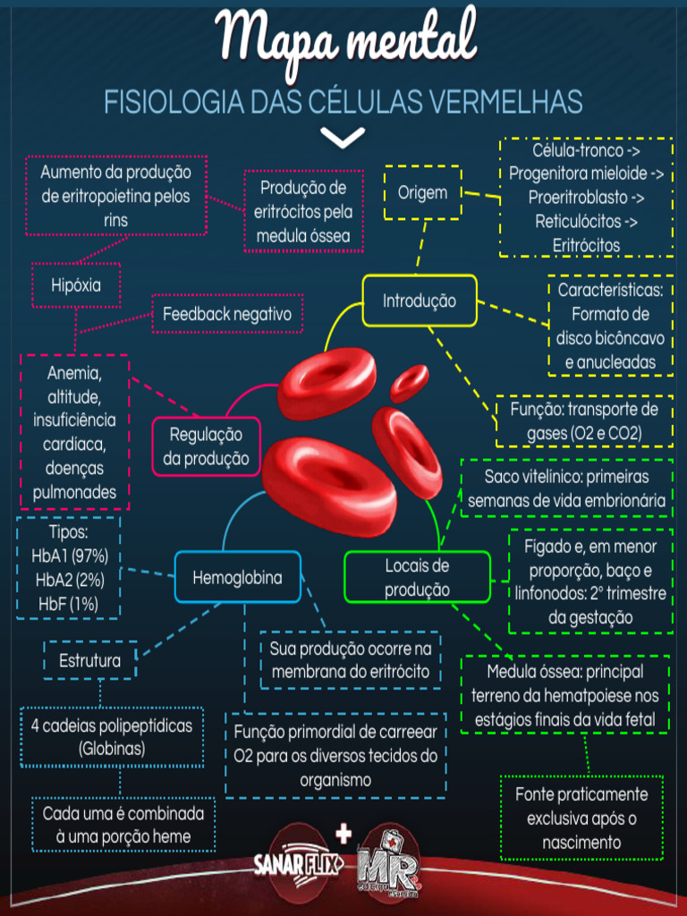 Mapa Mental Fisiologia Das Células Vermelhas | PDF
