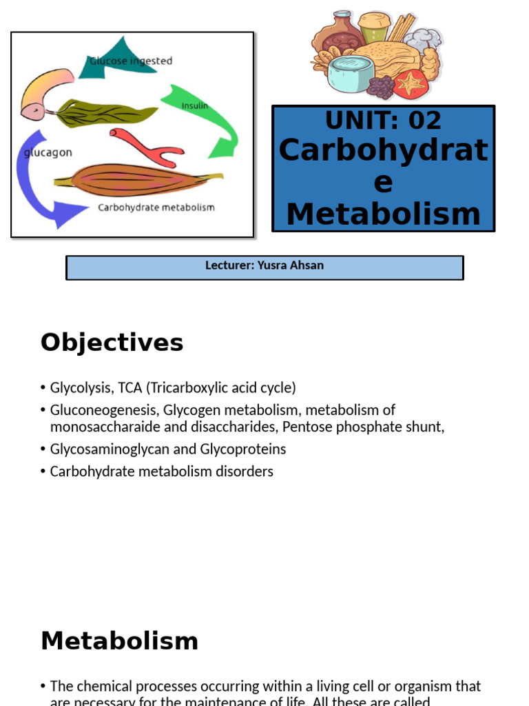 Carbohydrate Metabolism | PDF | Glycolysis | Glycogen
