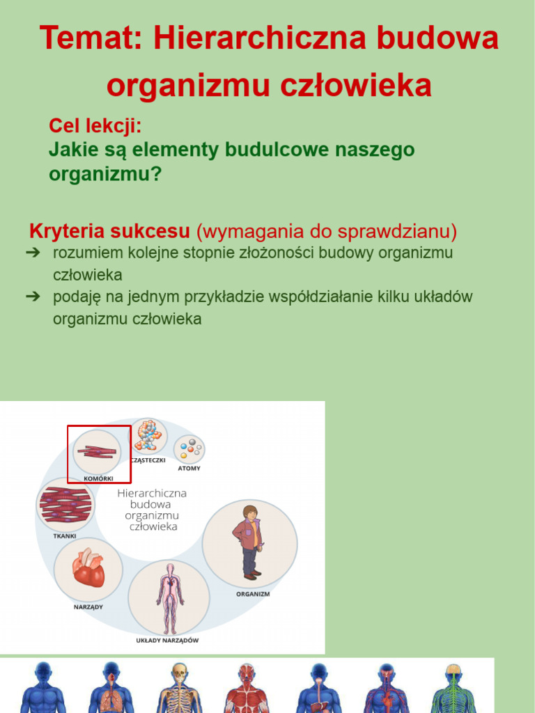 Organizm Człowieka Jako Funkcjonalna Całość 2 | PDF