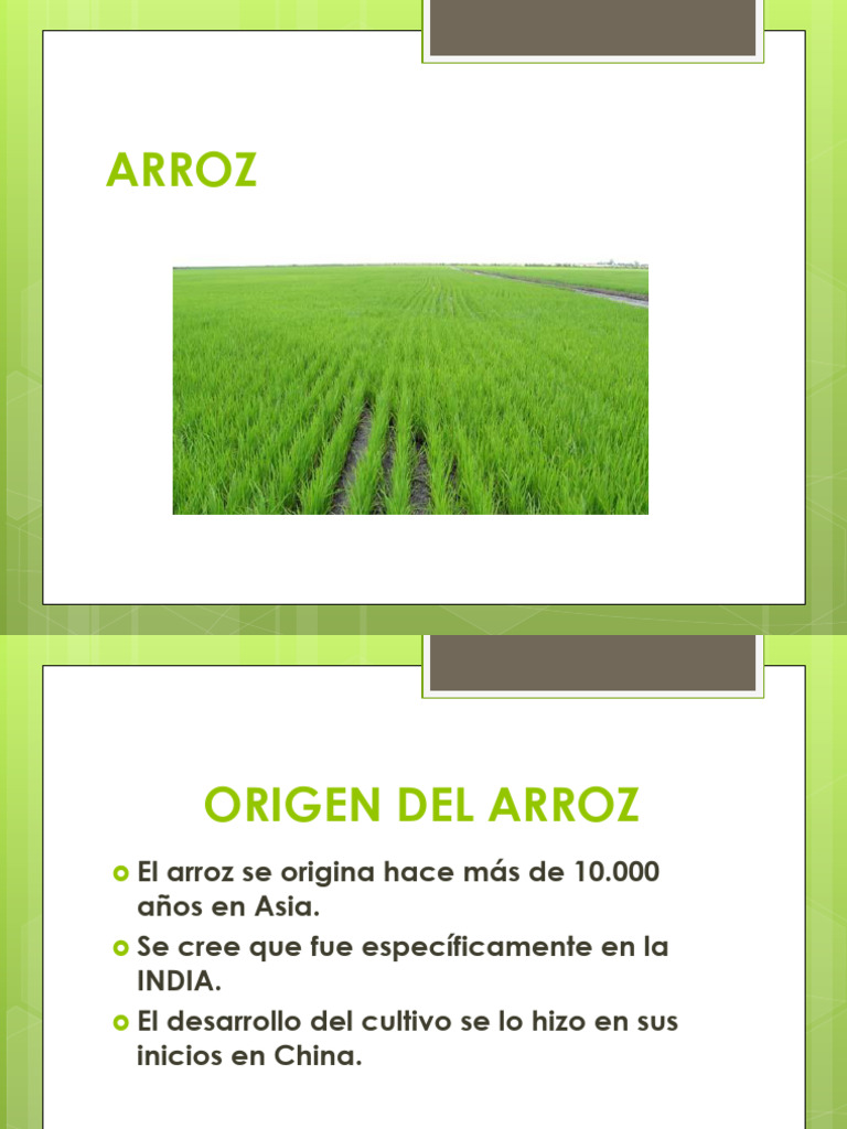 ARROZ | PDF