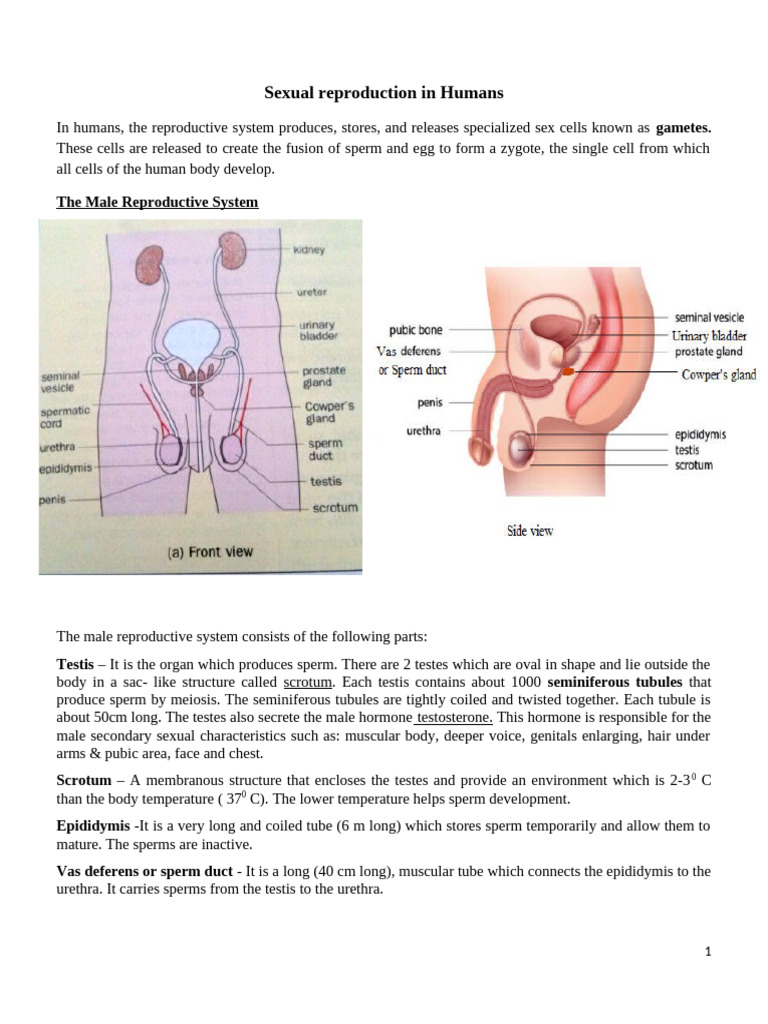 Chapt 16 - Continuity of Life - Reproduction in Humans | PDF