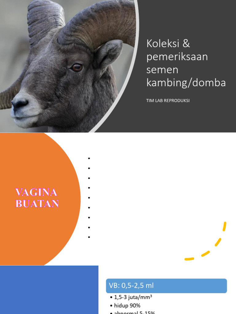 Koleksi & Pemeriksaan Semen Kambing | PDF