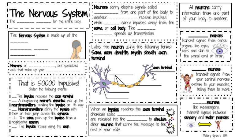 Jadarius Tymes - Nervous System Notes Only | PDF