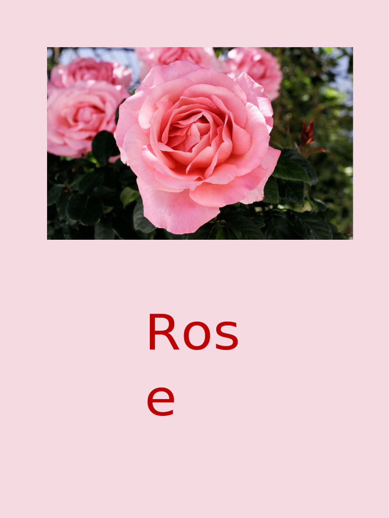 ROSES | PDF