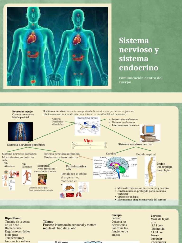 SNC y S. endocrino | PDF