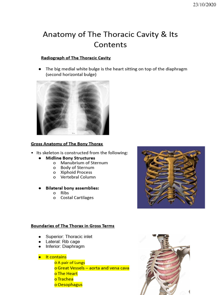 Anatomy of The Thoracic Cavity - Its Contents | PDF