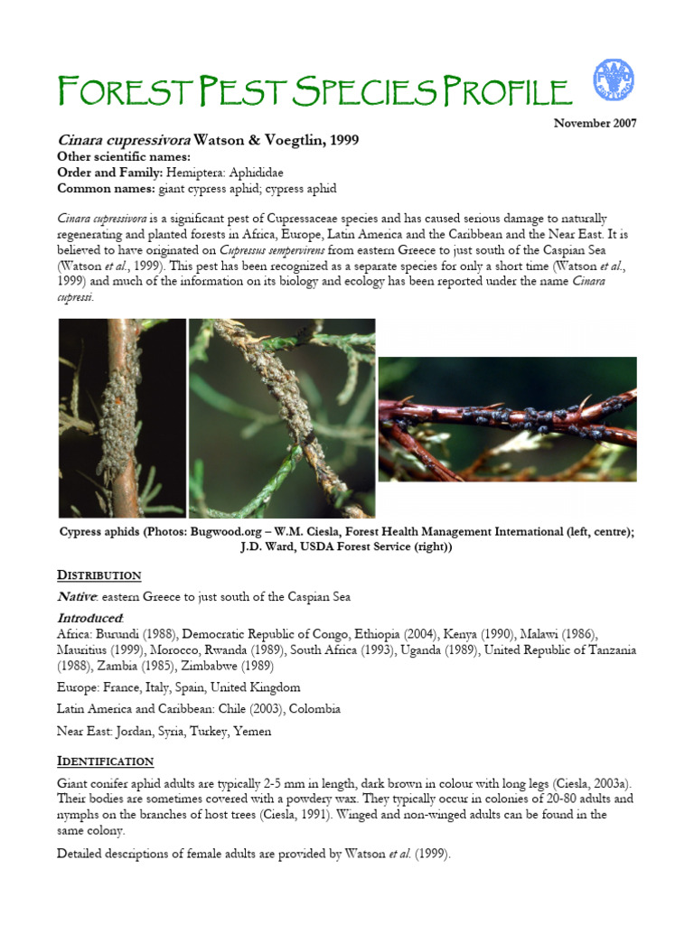 Cypress Aphid | PDF