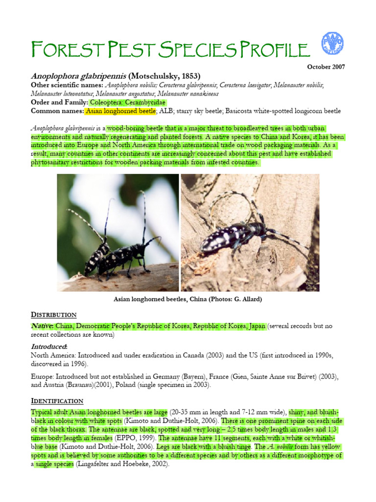 Asian long hornd beetle | PDF