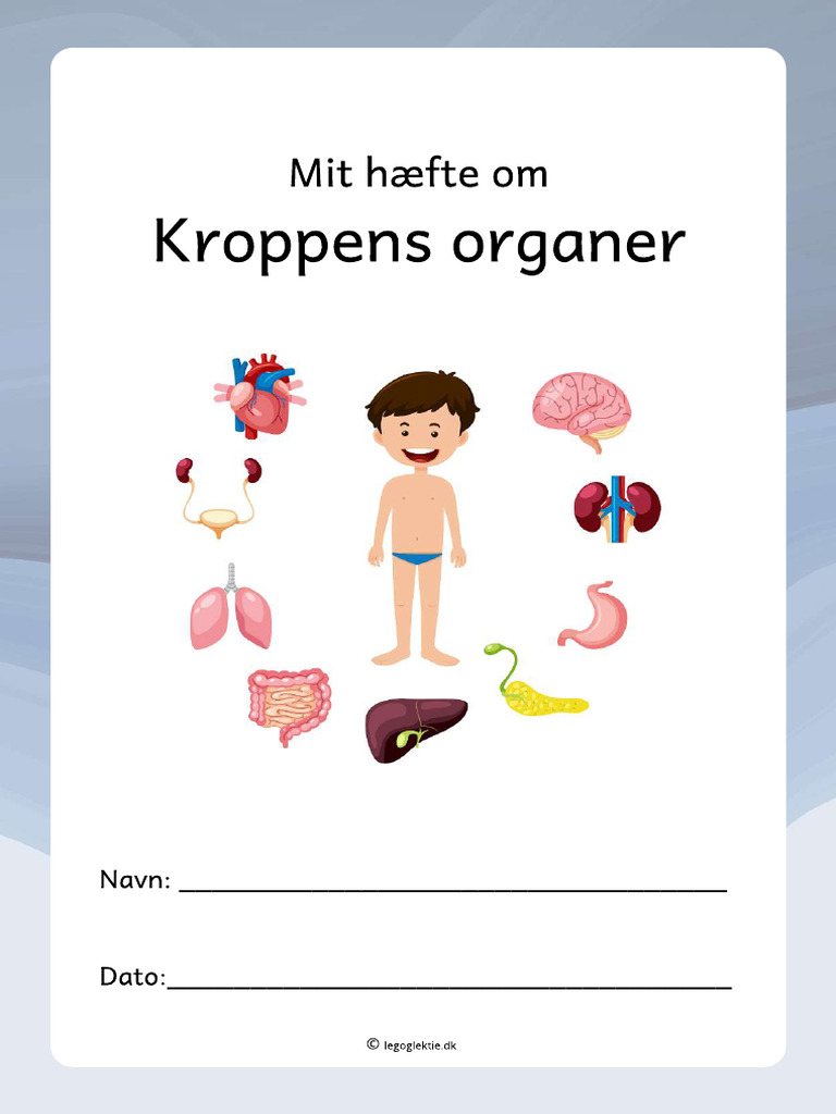 Kroppens Organer | PDF