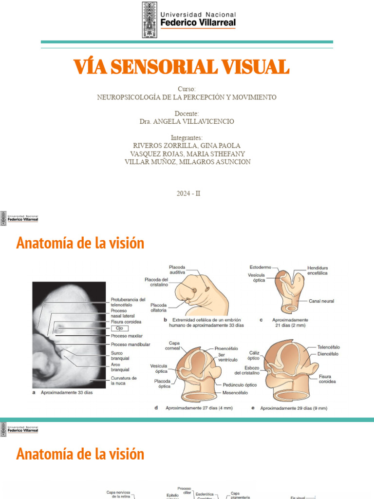 Anatomía de la Vía Sensorial Visual | PDF | Percepción visual | Lóbulo ...