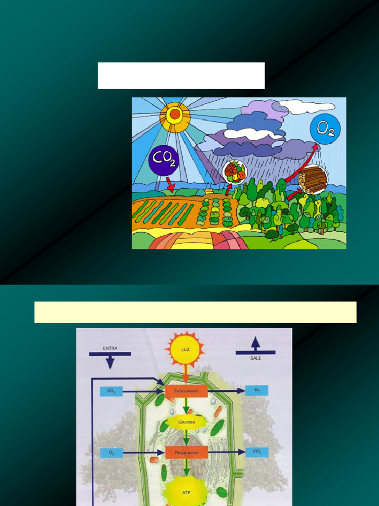 Fotosintesis II | PDF