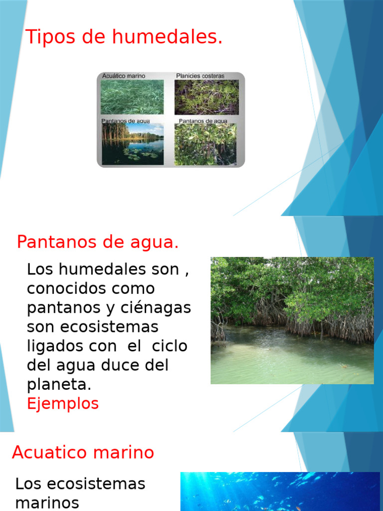 Presentación1.Pptx Tipos de Humedales | PDF