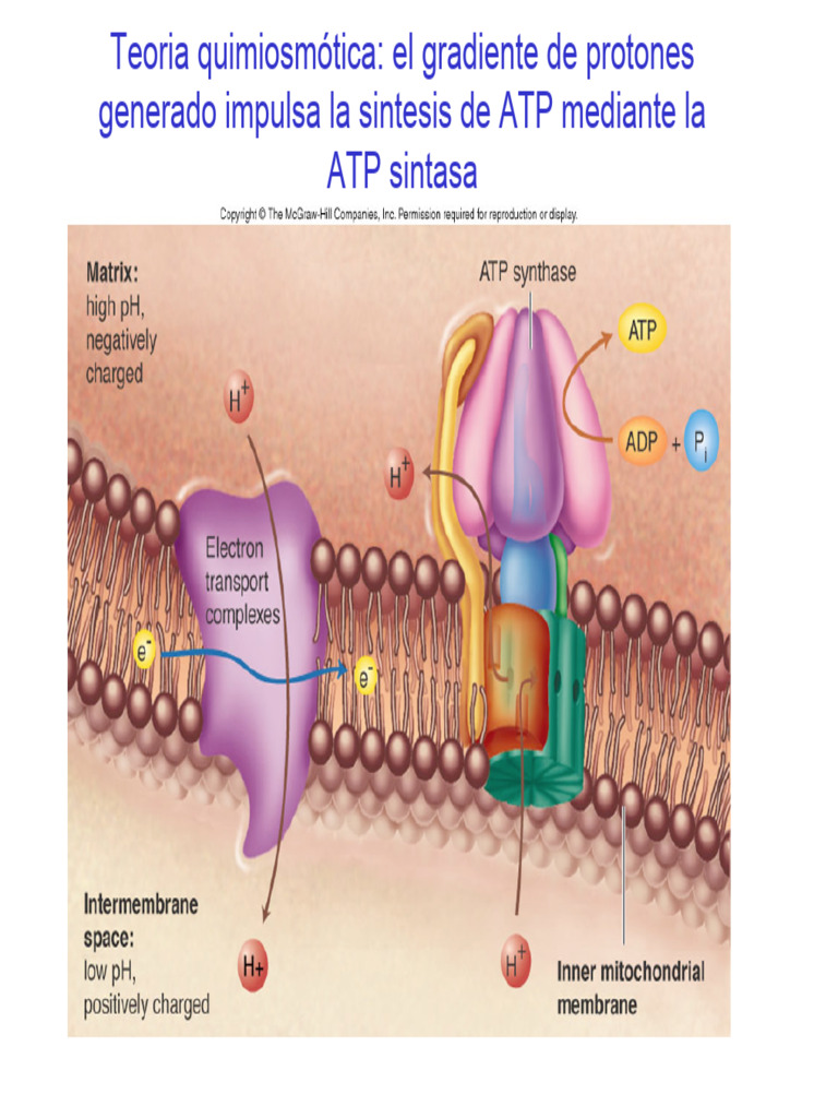 Mecanismo de ATP Sintasa y Regulación | PDF | Trifosfato de adenosina ...