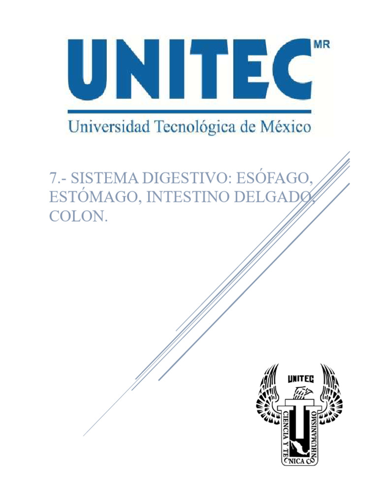 Practica 8 Pancreas | PDF