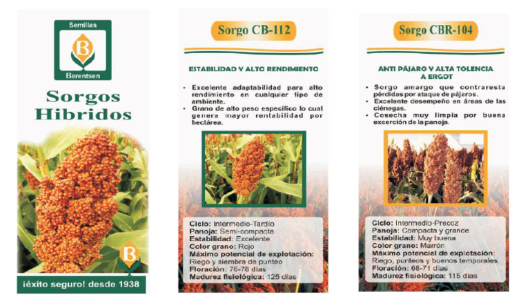 Sorgo Grano | PDF
