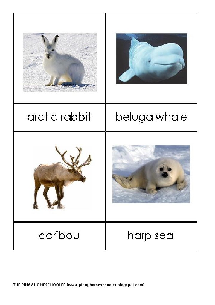 Free Printable Control Cards for Safari Toobs | PDF
