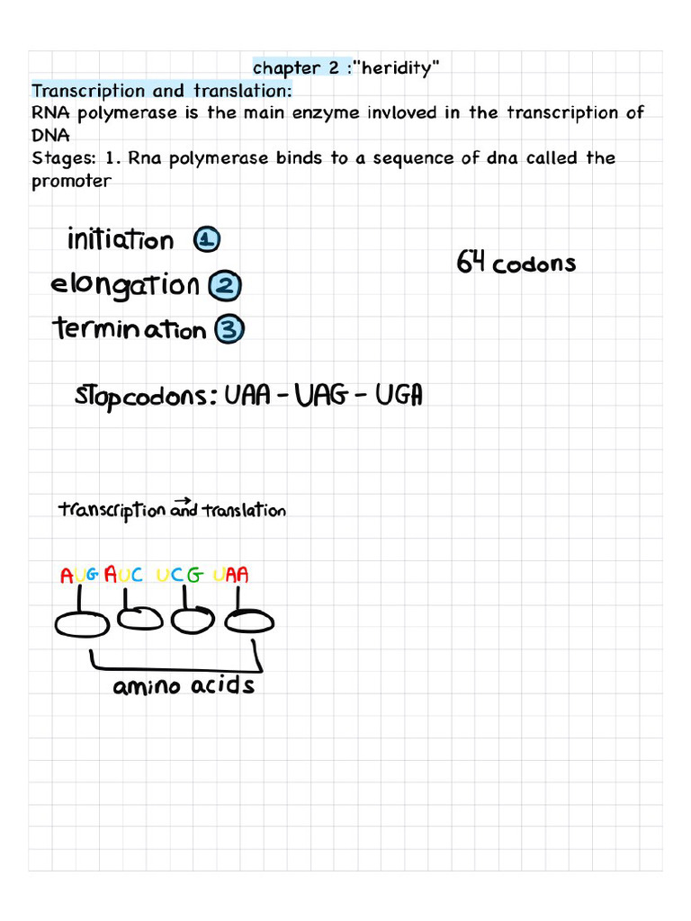 Transcription and Translation Notes | PDF