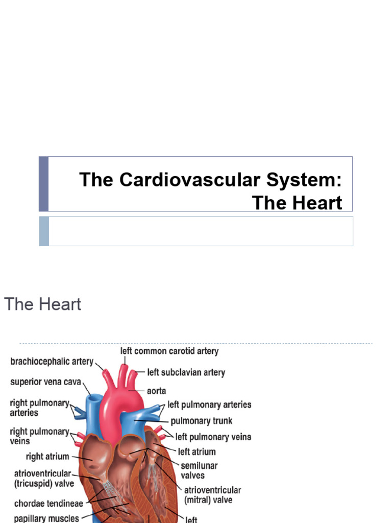 The Heart | PDF
