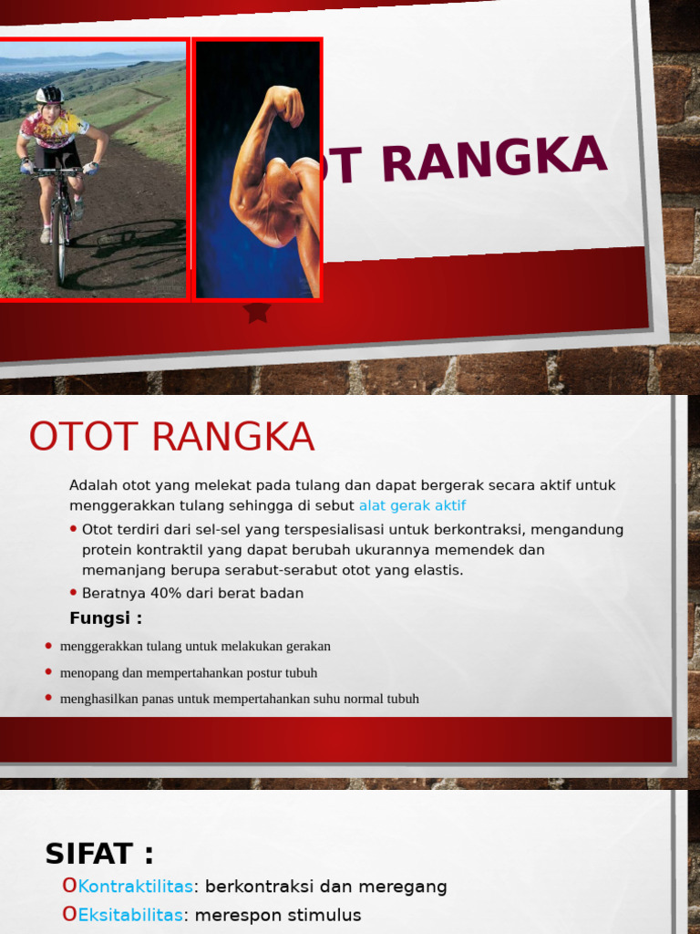 Otot Rangka | PDF