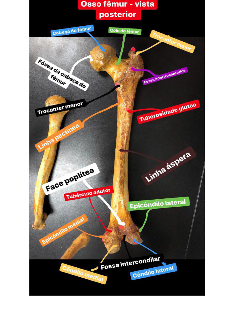 Av1 Anato Locomotor LMF | PDF