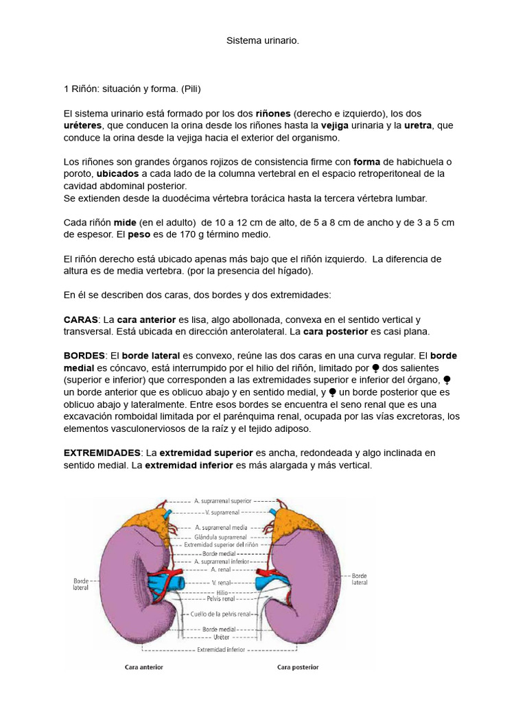 Anatomía Sistema Urinario | PDF
