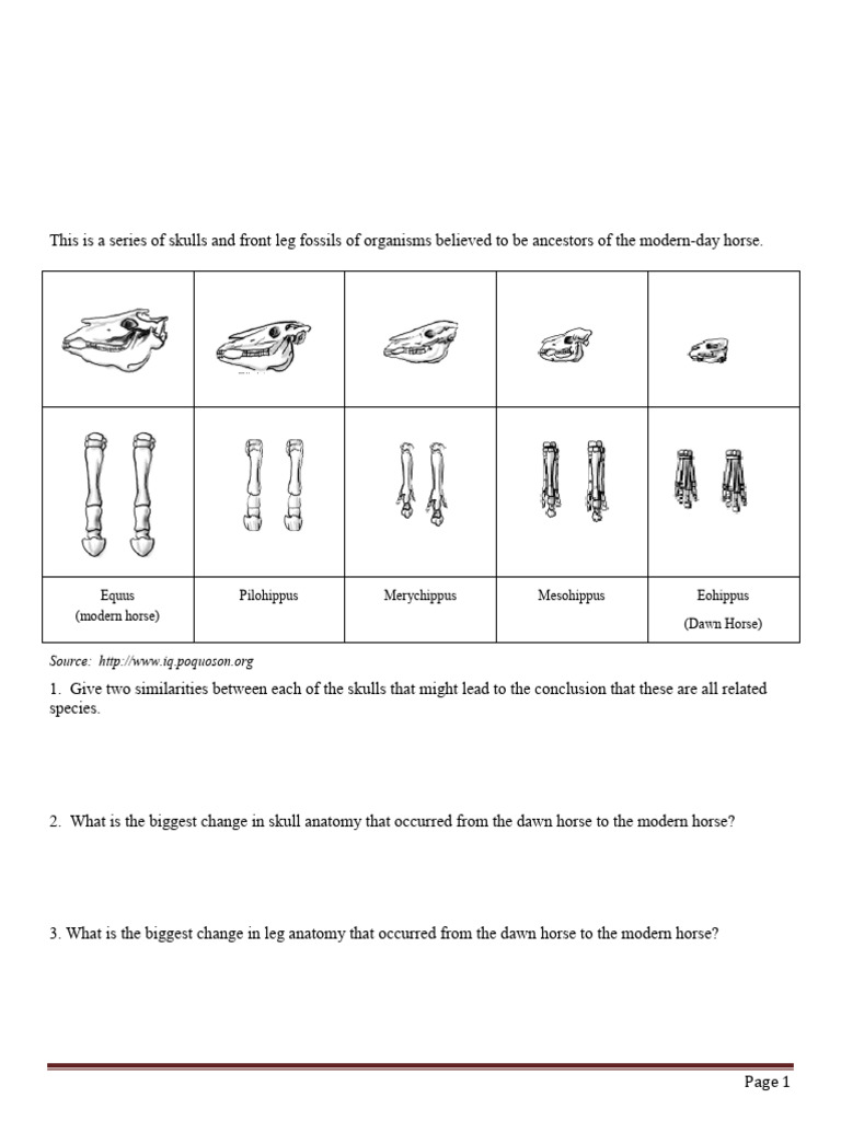 Evidence of Evolution Packet | PDF