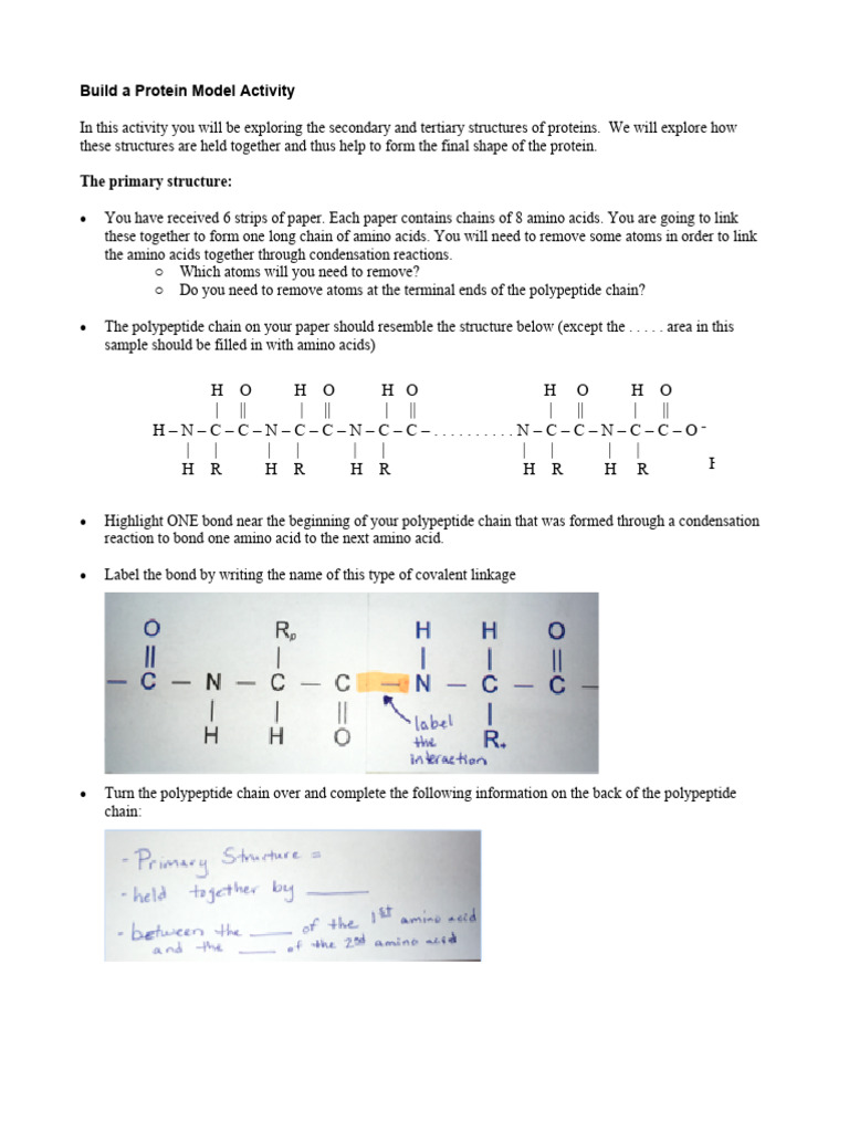 Build A Protein | PDF