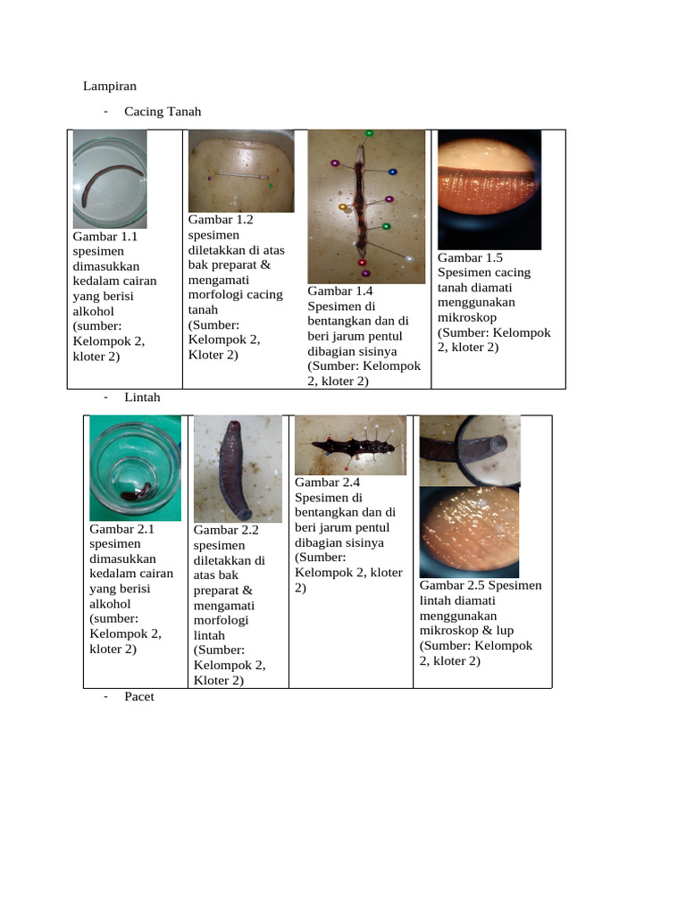 Lampiran Annelida | PDF