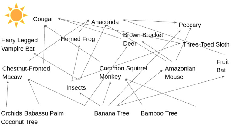 Food Web | PDF
