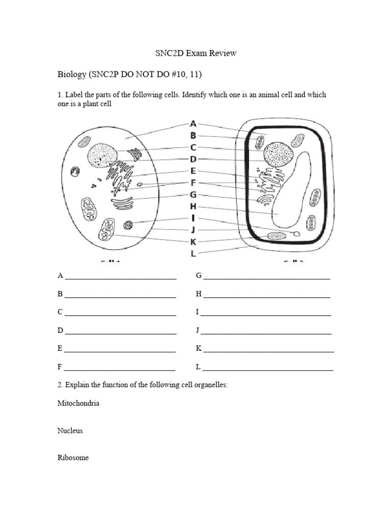 Snc2d Final Exam Review | PDF | Tissue (Biology) | Chemical Elements