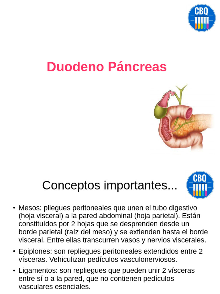 Duodeno Pancreas | PDF