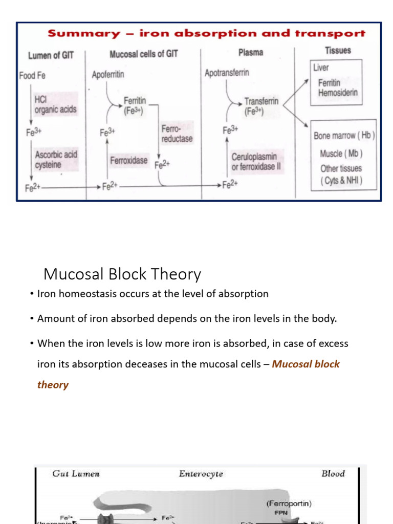 Mucosal Block Theory of Iron Absorption | PDF