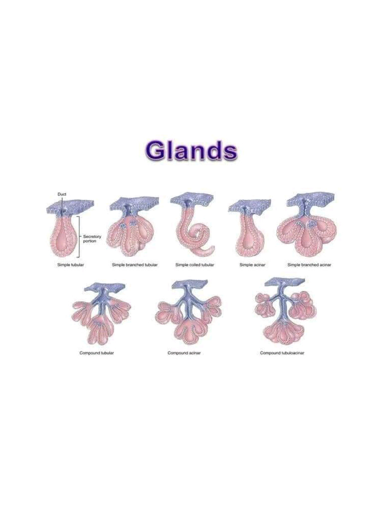 All About Glands in English | PDF
