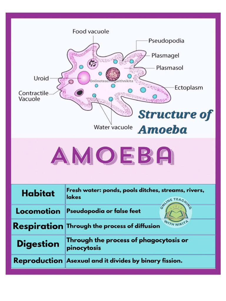 Short and Quick Description of Amoeba ? | PDF