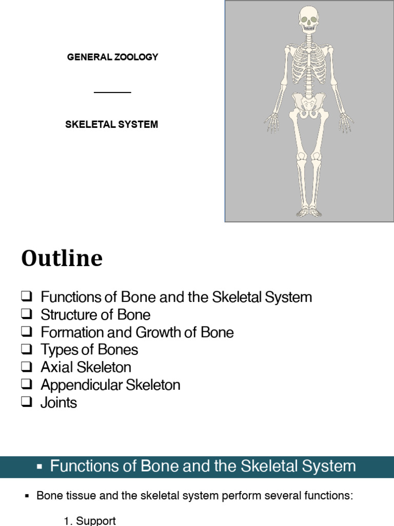 Skeletal-system-slides | PDF