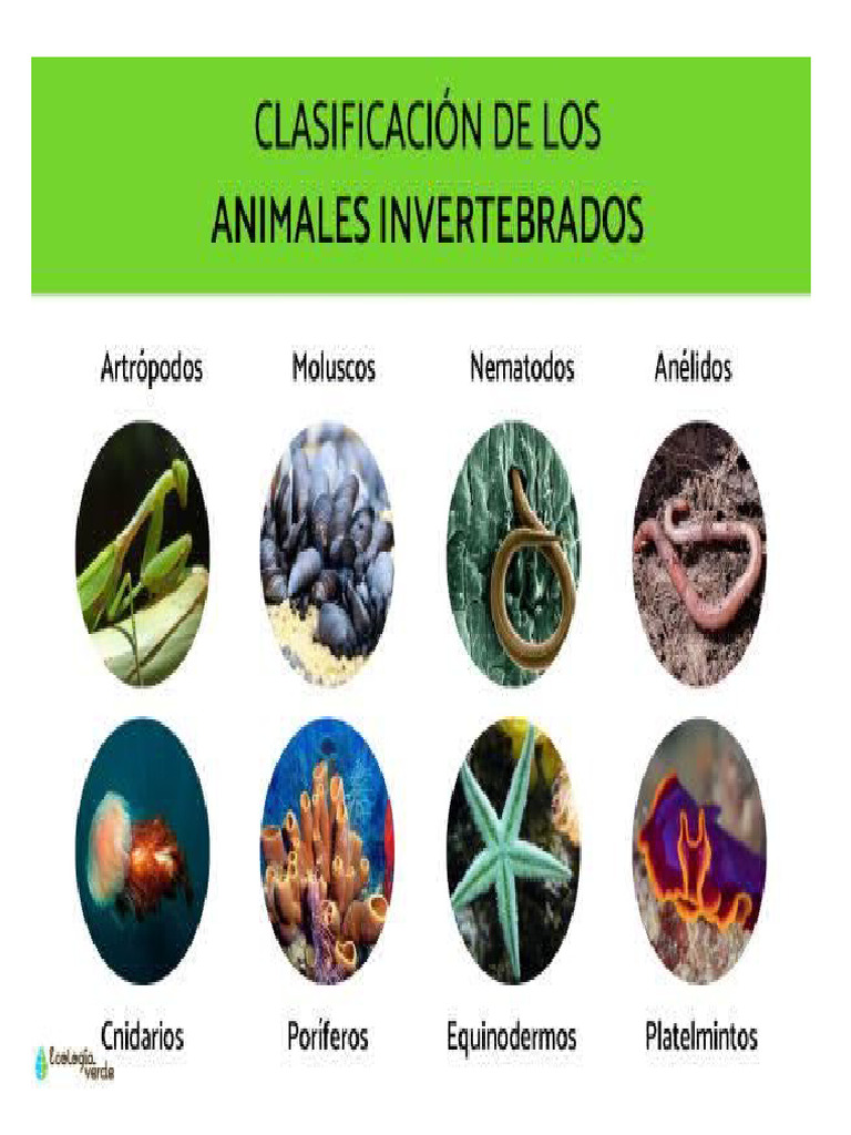 Clasificacion De Animales Pdf