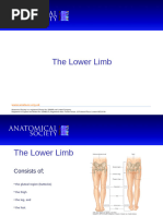 Ankle mmt | PDF | Foot | Anatomical Terms Of Motion