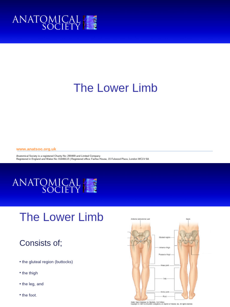 Lower Limb PRESENTATION | PDF | Human Leg | Foot