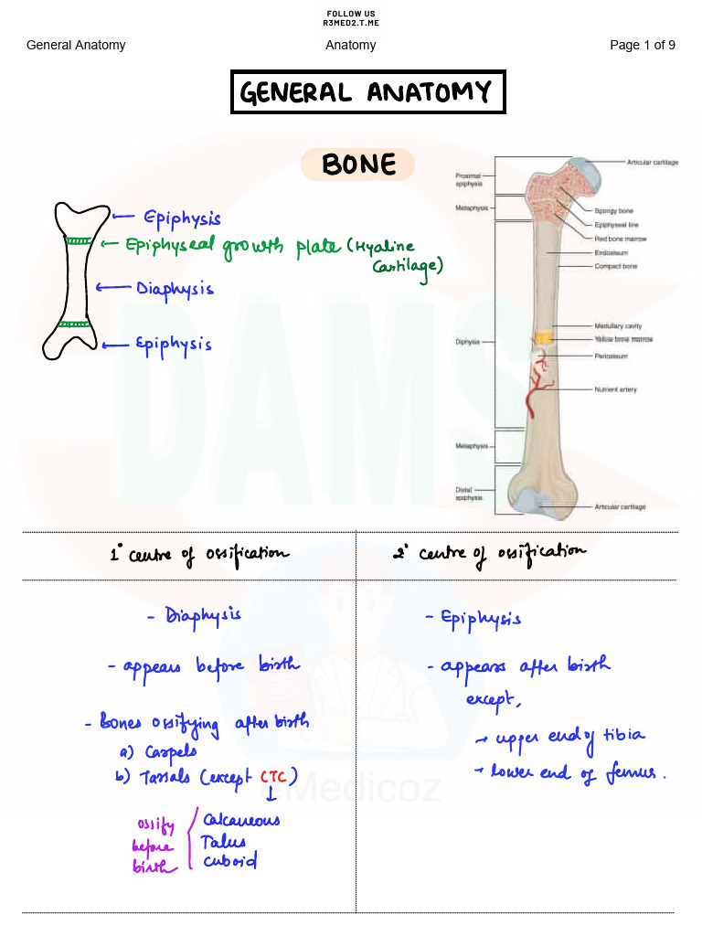 Anatomy 3C DAMS | PDF