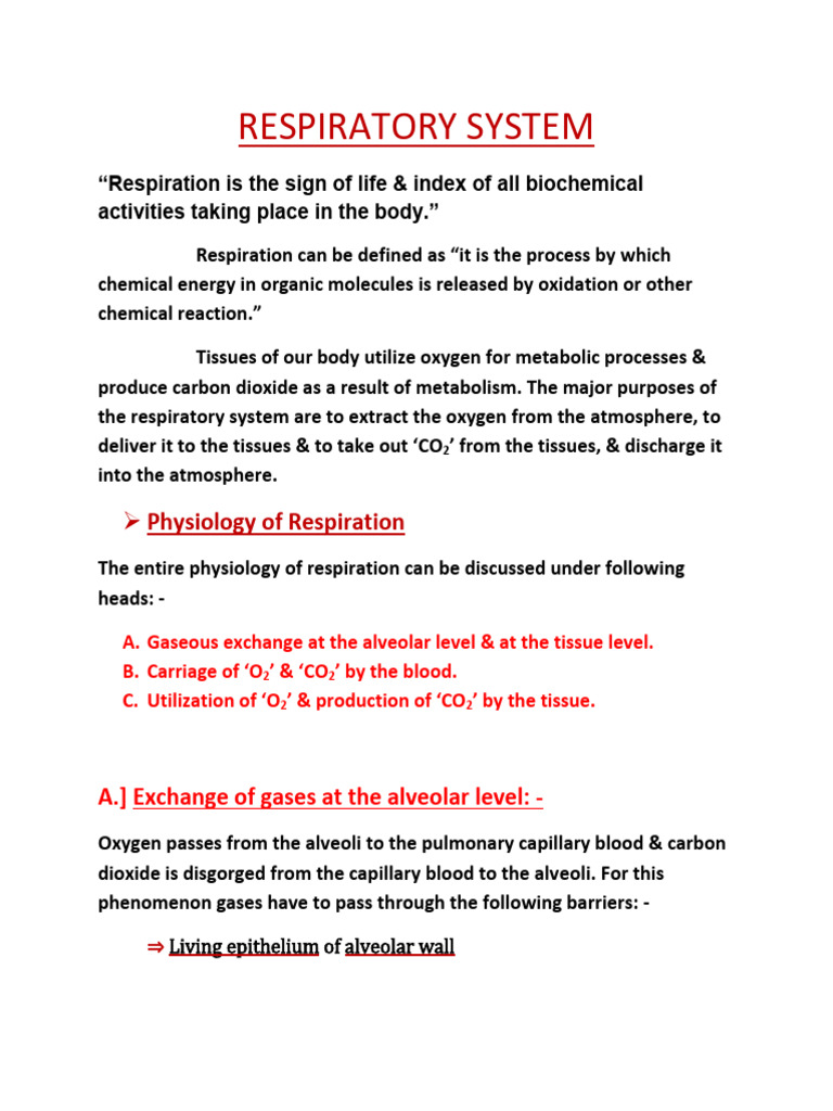 Respiratory System Basics | PDF | Respiratory System | Science ...