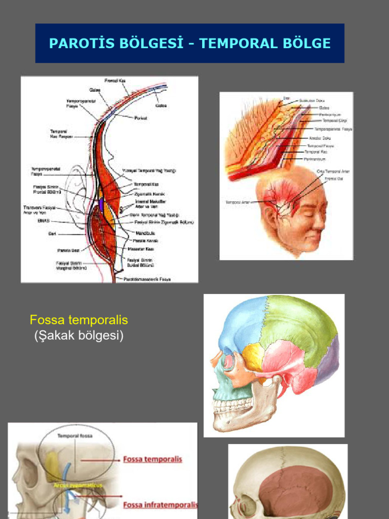 Parotis Bölgesi Temporal Fossa | PDF