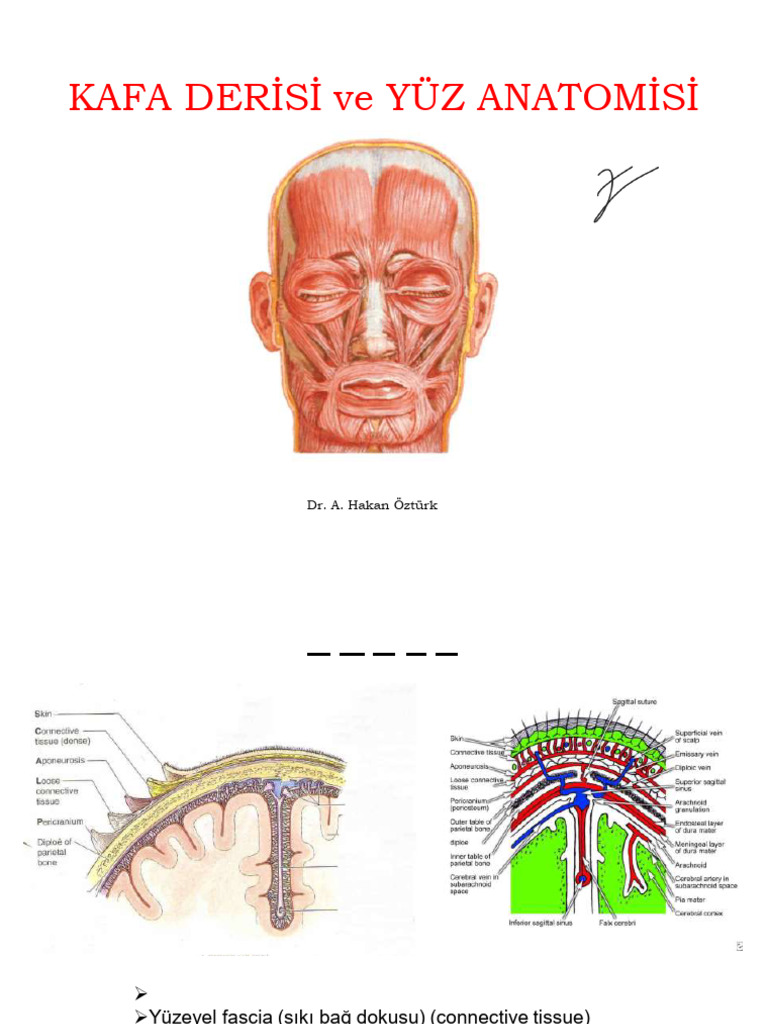 Yüz Anatomisi Ve Kafa Derisi Son - 240912 - 083937 | PDF